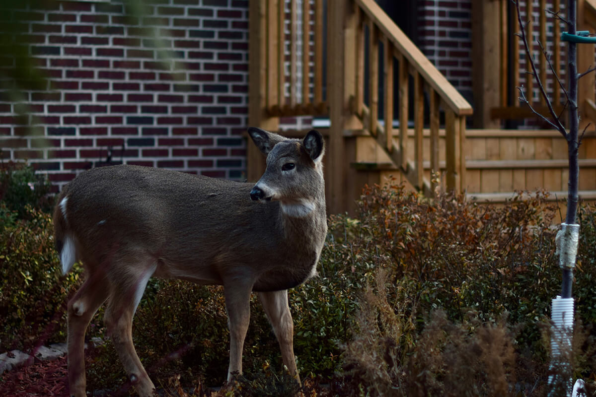 Cesson (77) : profil de la population, nombre d'habitants et sécurité ...